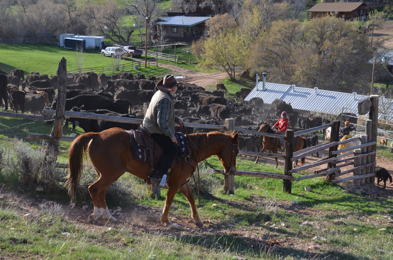 Toward the corral - Dryhead Ranch